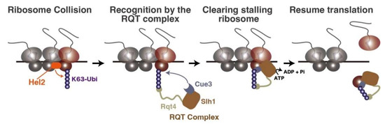 Co-Translational Quality Control Induced by Translational Arrest