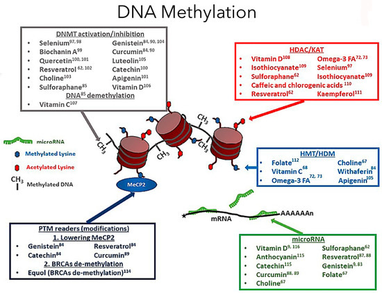 Restoring Epigenetic Reprogramming with Diet and Exercise to Improve ...