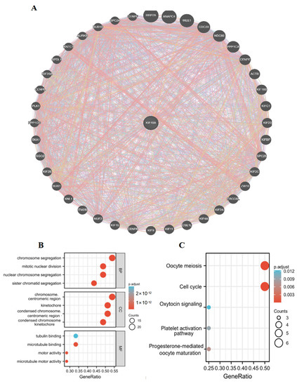 Comprehensive Pan-Cancer Analysis of KIF18A as a Marker for Prognosis ...