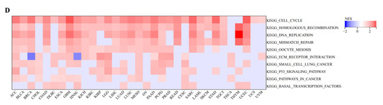 Comprehensive Pan-Cancer Analysis of KIF18A as a Marker for Prognosis ...