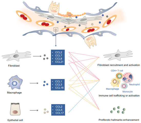 CC Chemokines in Idiopathic Pulmonary Fibrosis: Pathogenic Role and ...