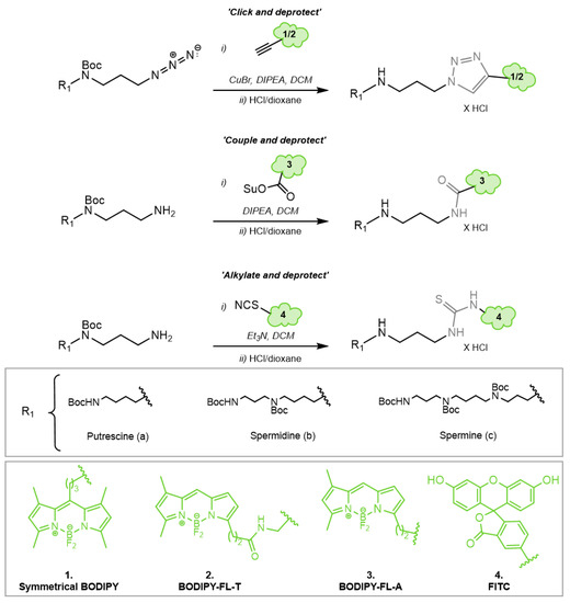 Novel Green Fluorescent Polyamines to Analyze ATP13A2 and ATP13A3 ...