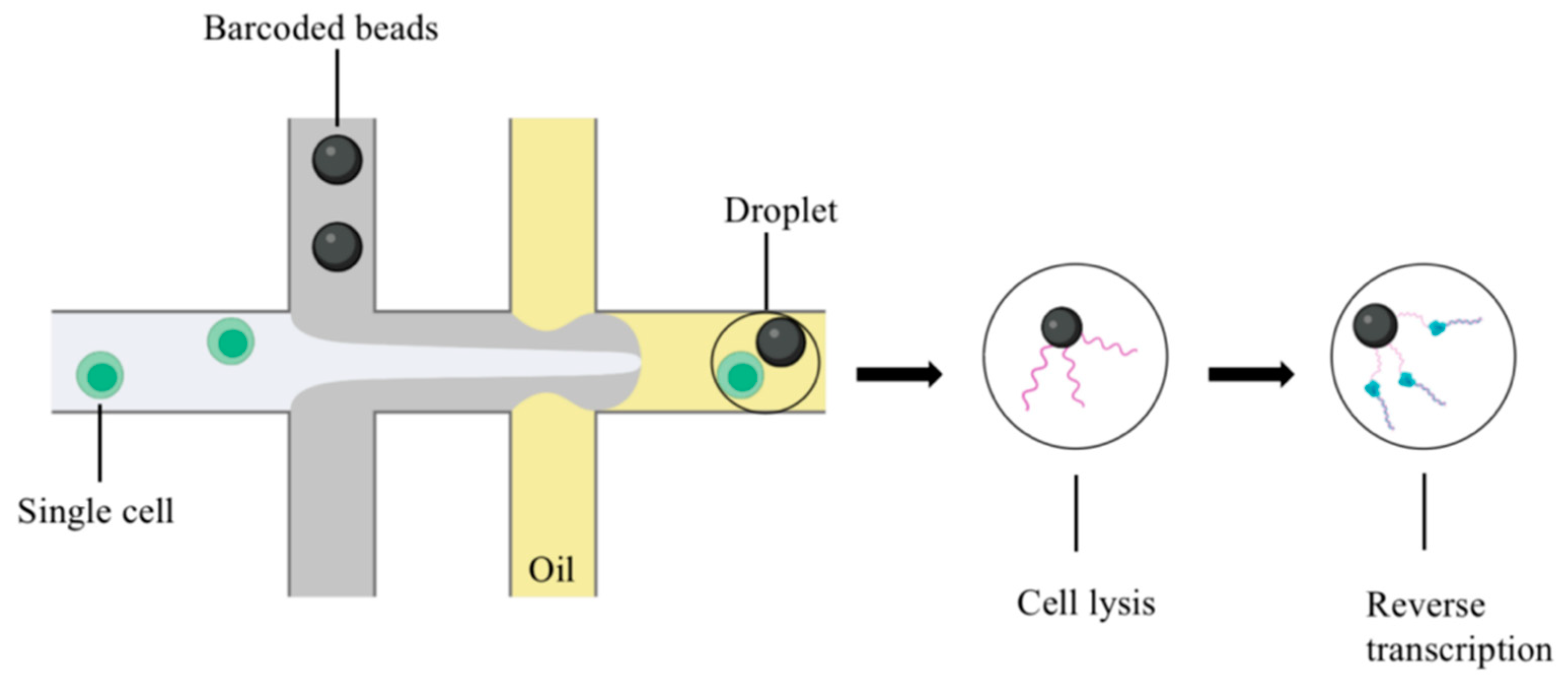 Biomolecules Free Full Text The Application Of Single Cell Rna