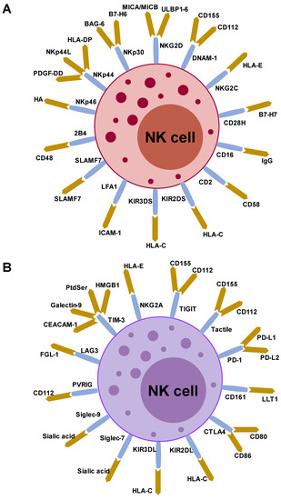 Natural Killer T and Natural Killer Cell-Based Immunotherapy Strategies ...