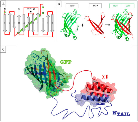 In Vivo Protein–Protein Binding Competition Assay Based on Split-GFP ...