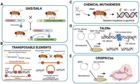 Mitochondrial Neurodegeneration: Lessons from Drosophila melanogaster ...