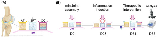 Using Microphysiological System for the Development of Treatments for ...