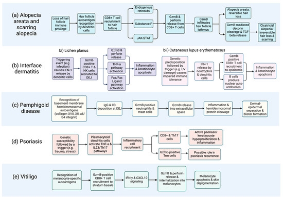 Granzyme B in Autoimmune Skin Disease