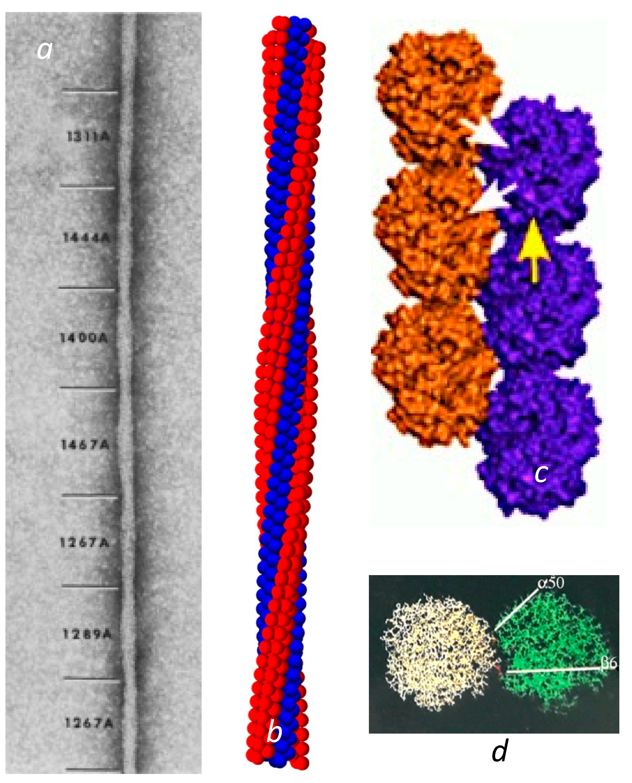 Biomolecules | Free Full-Text | The Sickle-Cell Fiber Revisited