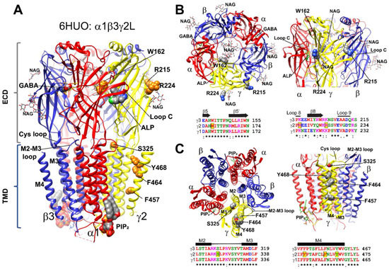 GABRG2 Variants Associated with Febrile Seizures
