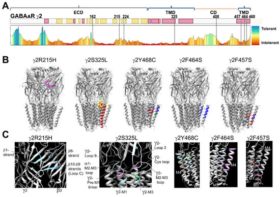 GABRG2 Variants Associated with Febrile Seizures