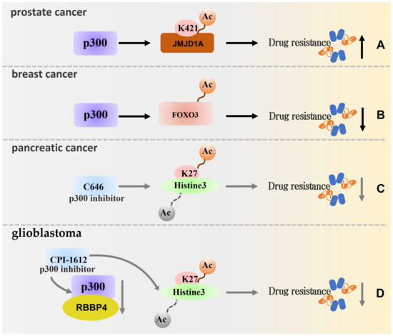 Biomolecules | Free Full-Text | Effects of the Acetyltransferase p300 ...
