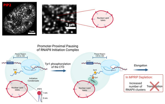 PIP2-Effector Protein MPRIP Regulates RNA Polymerase II Condensation ...