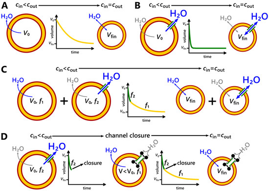 Tutorial for Stopped-Flow Water Flux Measurements: Why a Report about ...