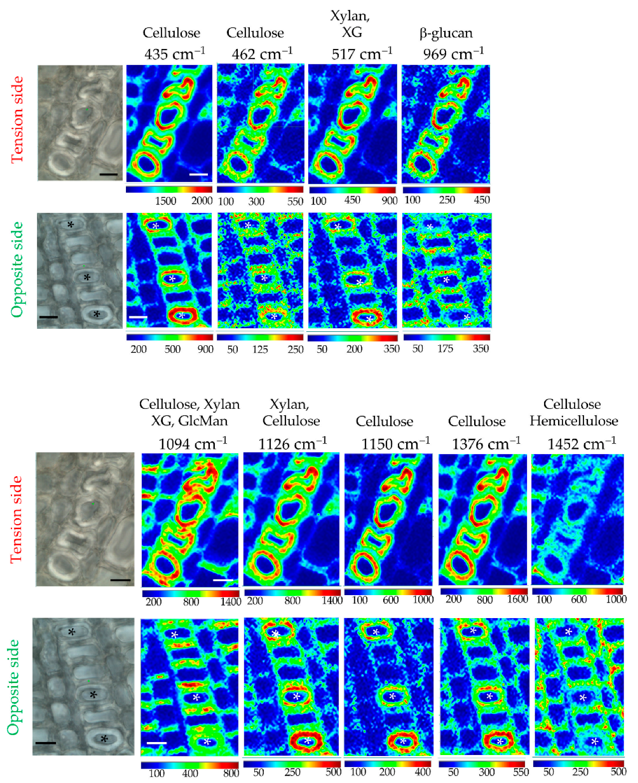 Comparative Analysis of G-Layers in Bast Fiber and Xylem Cell Walls in ...