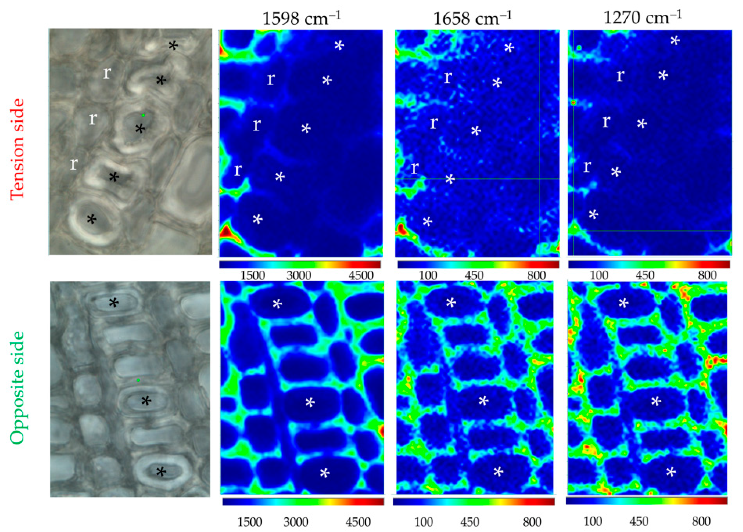 Comparative Analysis of G-Layers in Bast Fiber and Xylem Cell Walls in ...