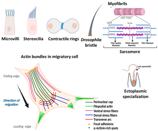 Actin Bundles Dynamics and Architecture