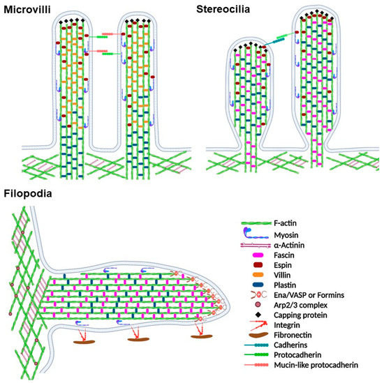 Actin Bundles Dynamics and Architecture