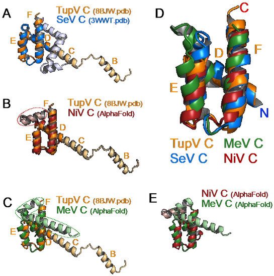 Orthoparamyxovirinae C Proteins Have a Common Origin and a Common ...