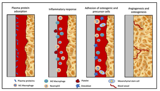 Surface Treatments of PEEK for Osseointegration to Bone