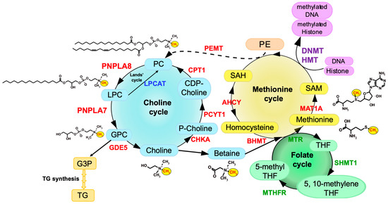 The Lysophospholipase PNPLA7 Controls Hepatic Choline and Methionine ...