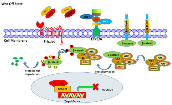 Biomolecules | Free Full-Text | Progress of Wnt Signaling Pathway in ...