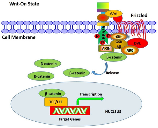 Biomolecules | Free Full-Text | Progress of Wnt Signaling Pathway in ...