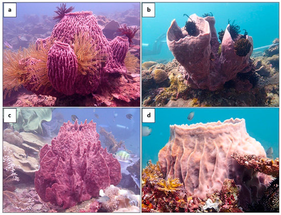 Types Of Sponges Porifera