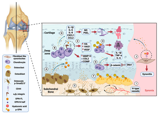 Osteopontin: A Bone-Derived Protein Involved in Rheumatoid Arthritis ...