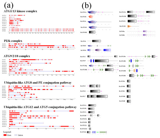 Biomolecules | Free Full-Text | Genome-Wide Identification and Expression Analysis of Rosa ...