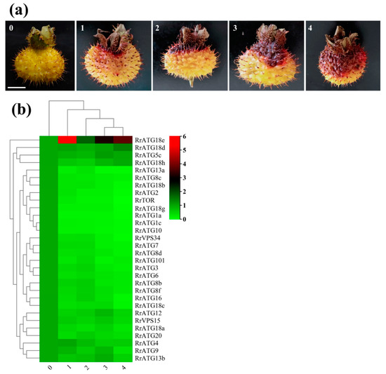 Biomolecules | Free Full-Text | Genome-Wide Identification and Expression Analysis of Rosa ...