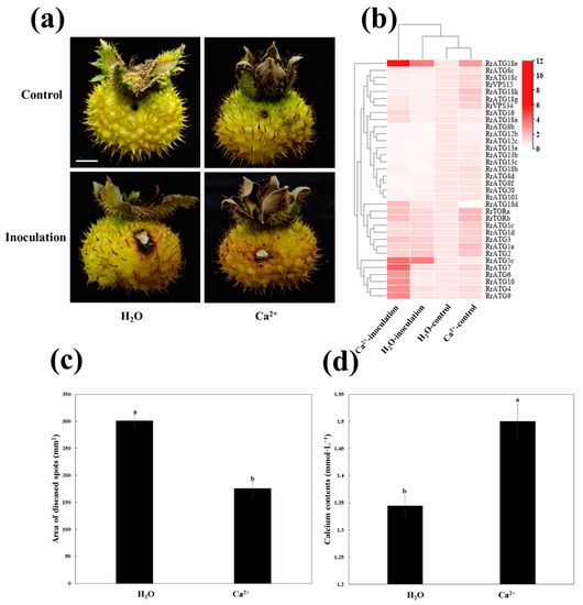 Biomolecules | Free Full-Text | Genome-Wide Identification and Expression Analysis of Rosa ...