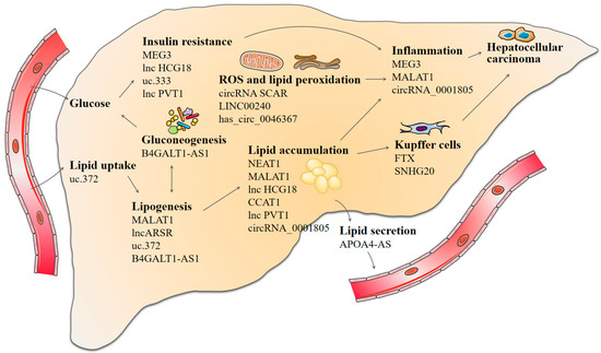 LncRNA and circRNA in Patients with Non-Alcoholic Fatty Liver Disease: A Systematic Review