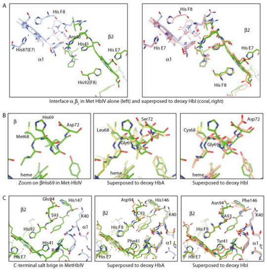 Modulation of Allosteric Control and Evolution of Hemoglobin
