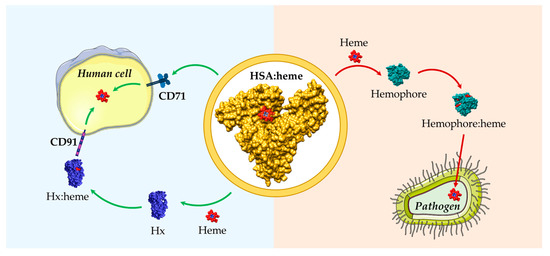Heme Scavenging and Delivery: The Role of Human Serum Albumin