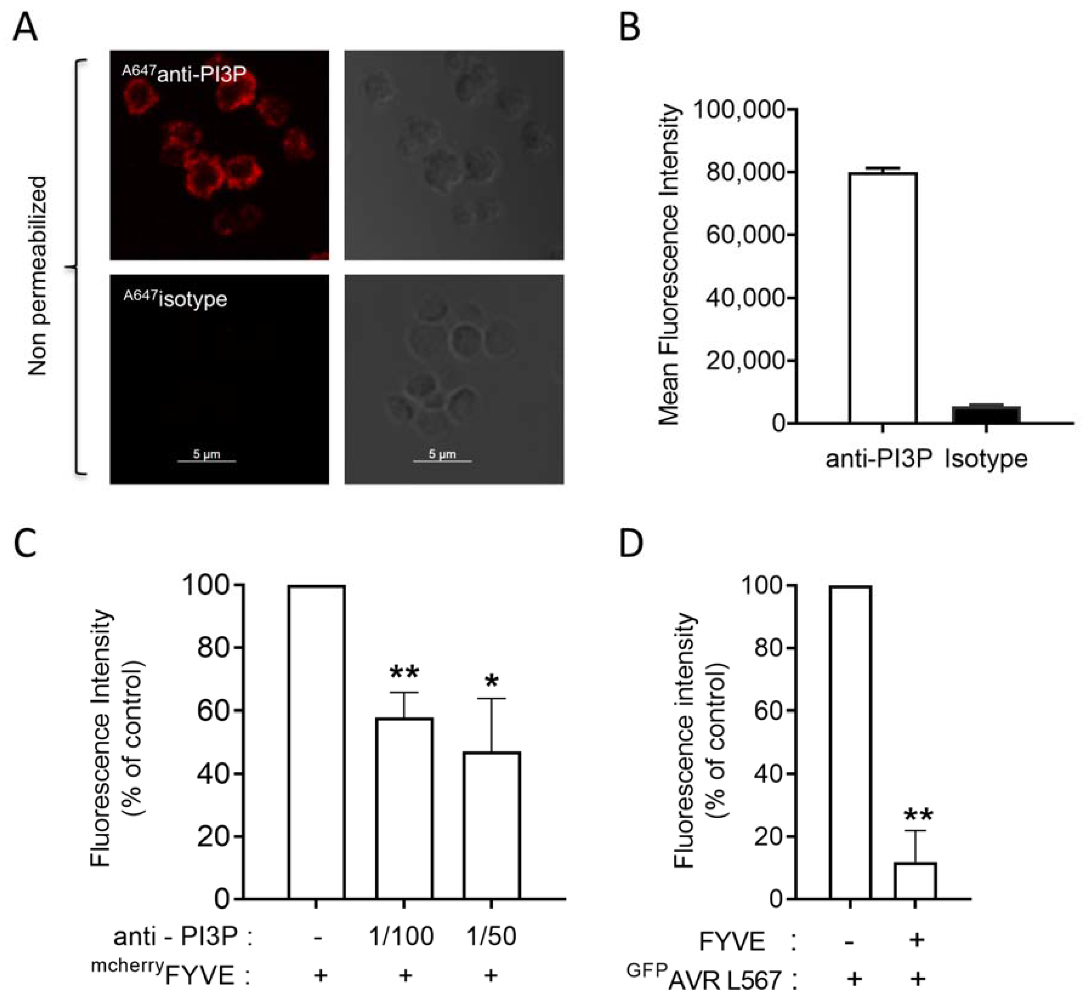 Exploring the Role of PI3P in Platelets: Insights from a Novel External ...