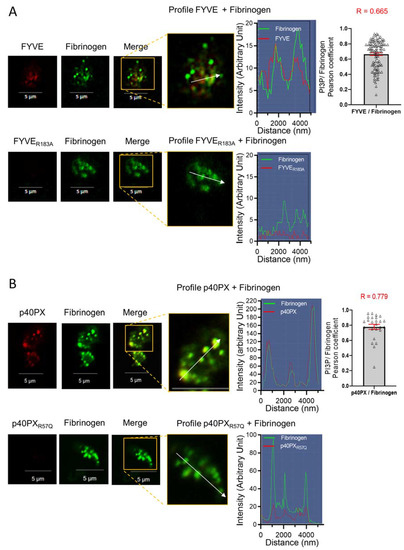 Exploring the Role of PI3P in Platelets: Insights from a Novel External ...