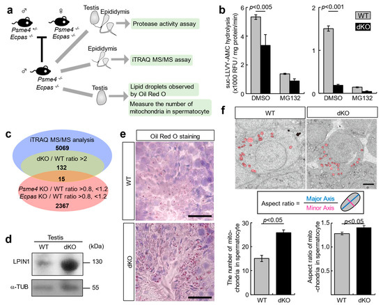 Proteasome-Associated Proteins, PA200 and ECPAS, Are Essential for Murine Spermatogenesis