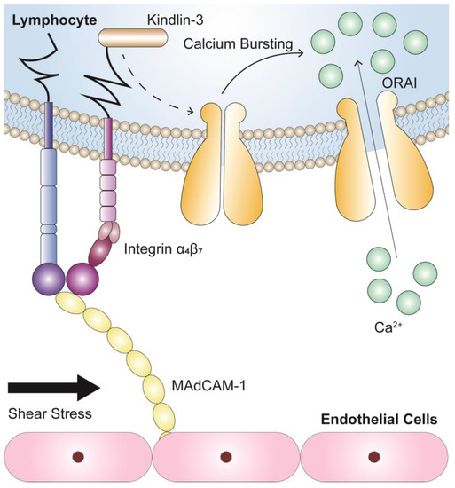 Force-Regulated Calcium Signaling of Lymphoid Cell RPMI 8226 Mediated by Integrin α4β7/MAdCAM-1 ...