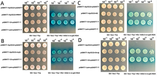 Verification of the Interaction Target Protein of the Effector ApCE22 ...