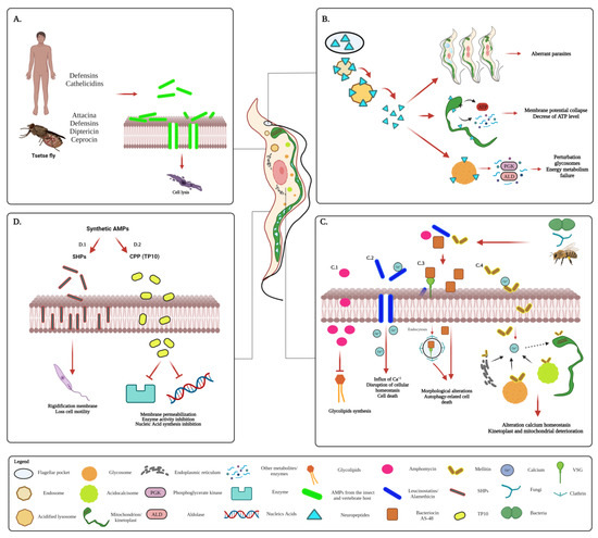 Antimicrobial Peptides (AMPs): Potential Therapeutic Strategy against ...
