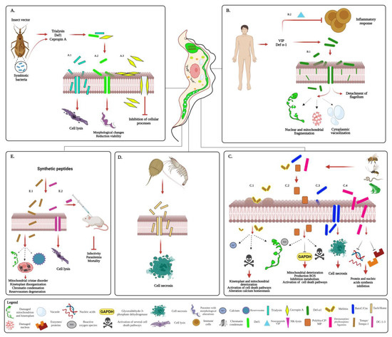 Biomolecules Free Full Text Antimicrobial Peptides Amps
