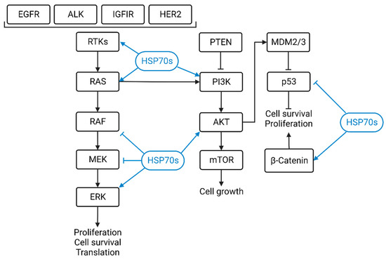 HSP70 Family in Cancer: Signaling Mechanisms and Therapeutic Advances