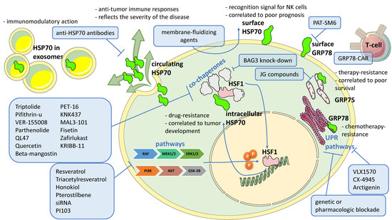 Is It Still Possible to Think about HSP70 as a Therapeutic Target in ...