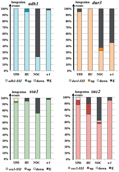 Timing of Chromosome DNA Integration throughout the Yeast Cell Cycle