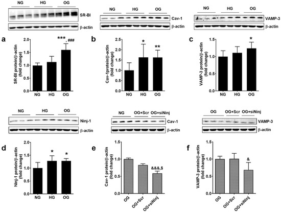 Oscillating Glucose Induces the Increase in Inflammatory Stress through ...