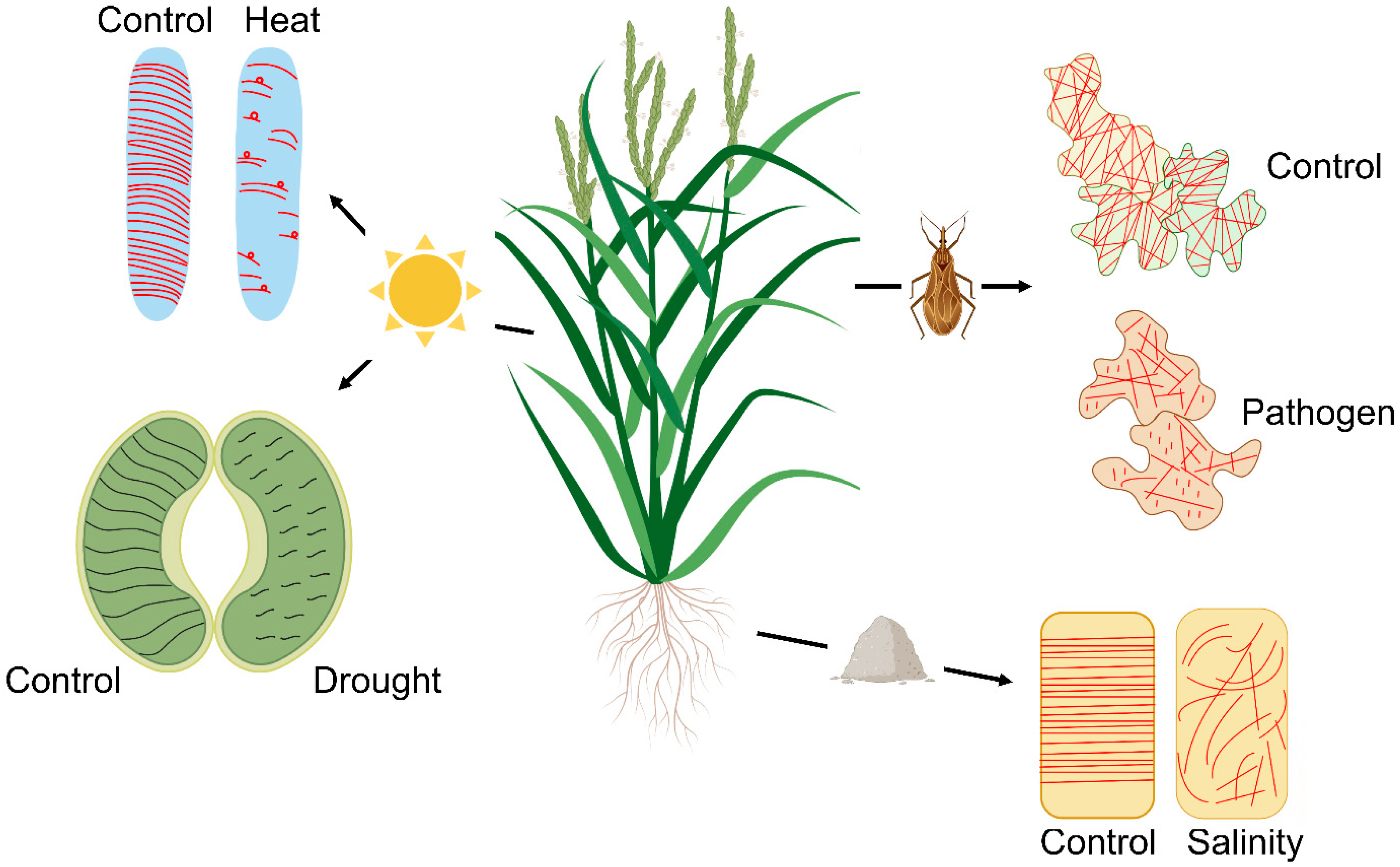 Microtubules Plant Cell
