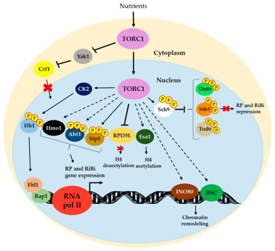Transcription by the Three RNA Polymerases under the Control of the TOR ...