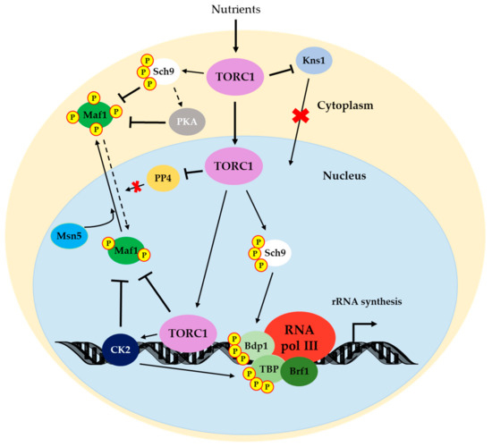 Transcription by the Three RNA Polymerases under the Control of the TOR ...