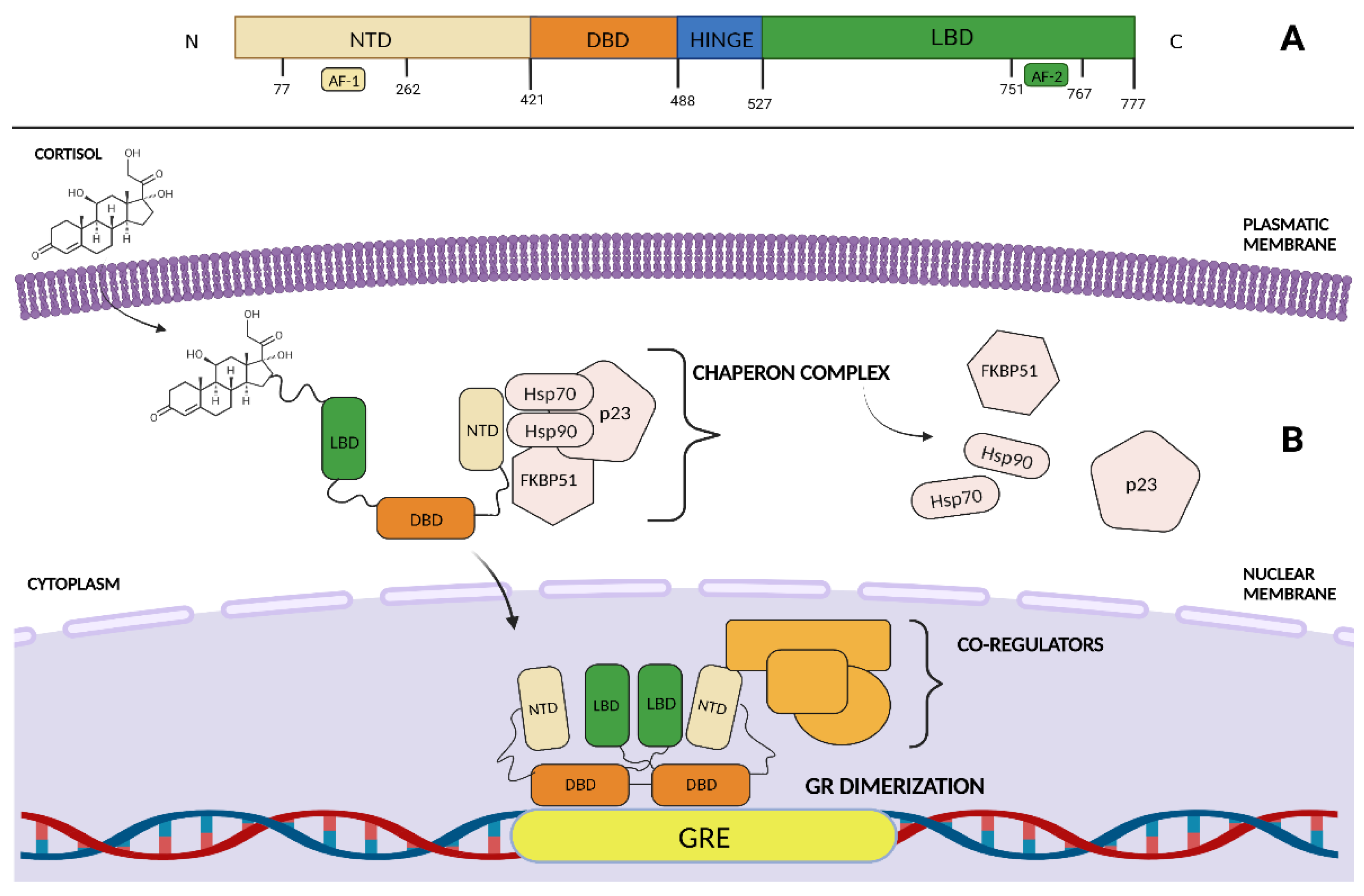 Biomolecules Free Full Text Glucocorticoid Receptor And Ovarian